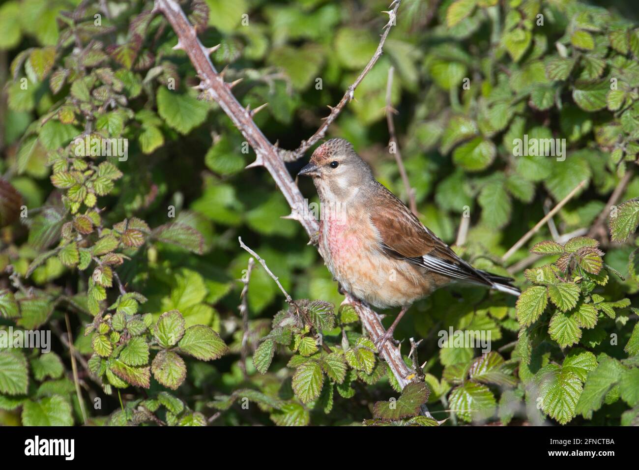 Male common linnet hi-res stock photography and images - Alamy
