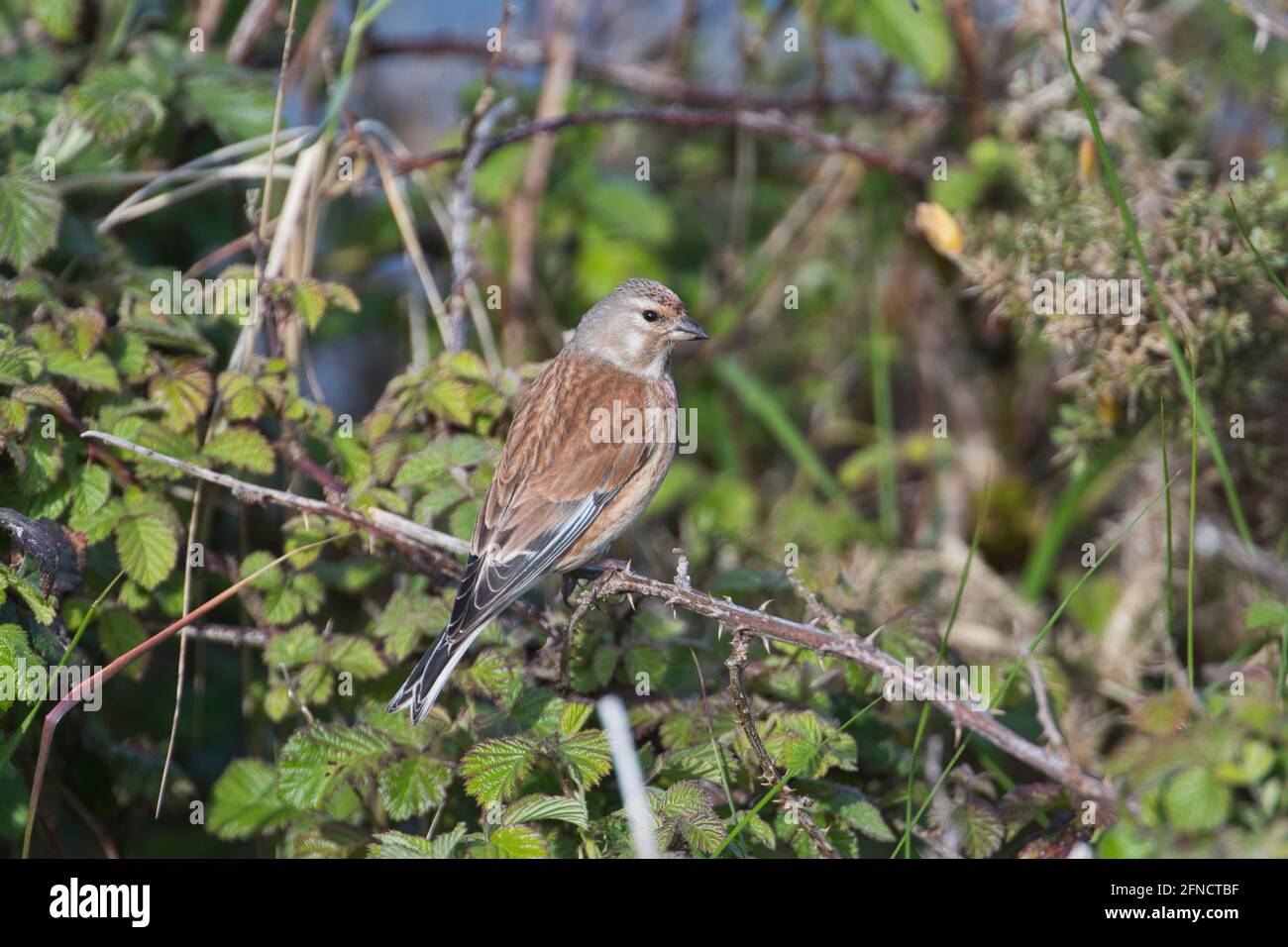 Male common linnet hi-res stock photography and images - Alamy