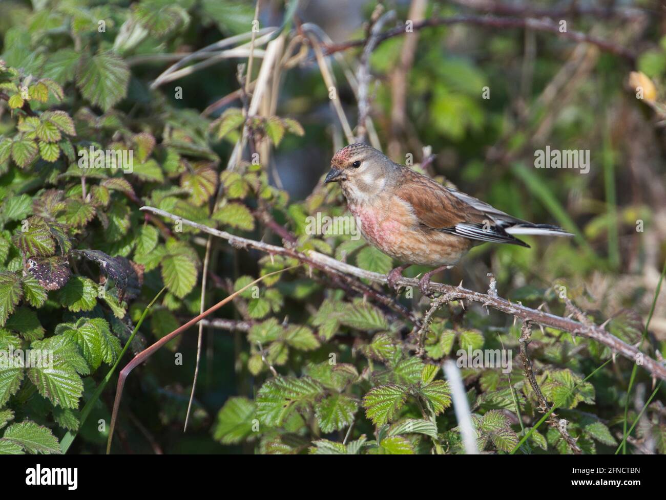 Linnet male uk hi-res stock photography and images - Alamy