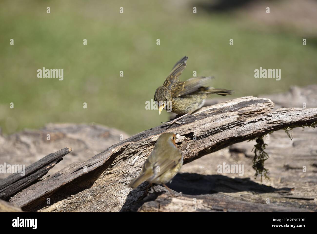 Bird looking down from tree hi-res stock photography and images - Alamy