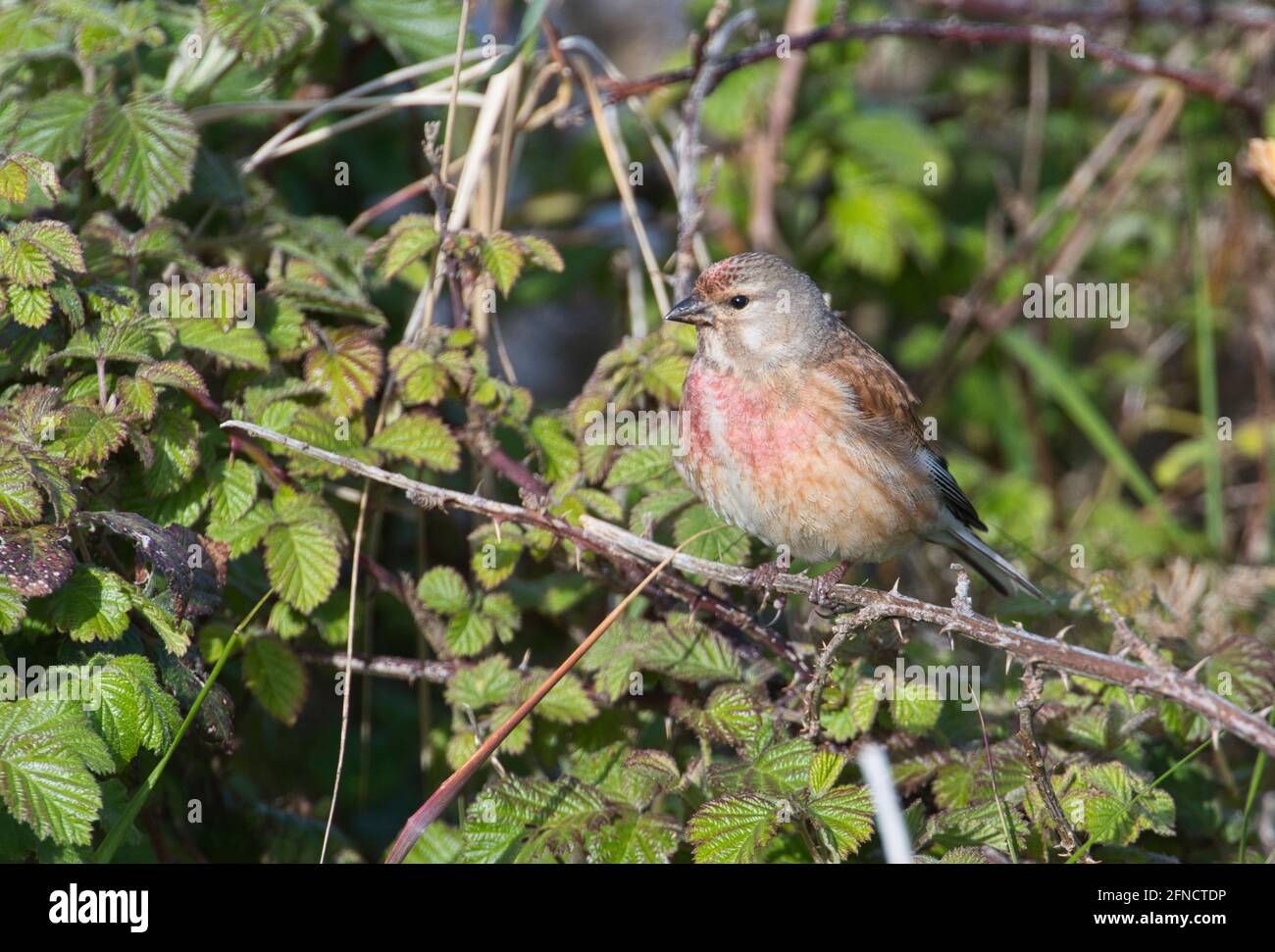 Male common linnet hi-res stock photography and images - Alamy