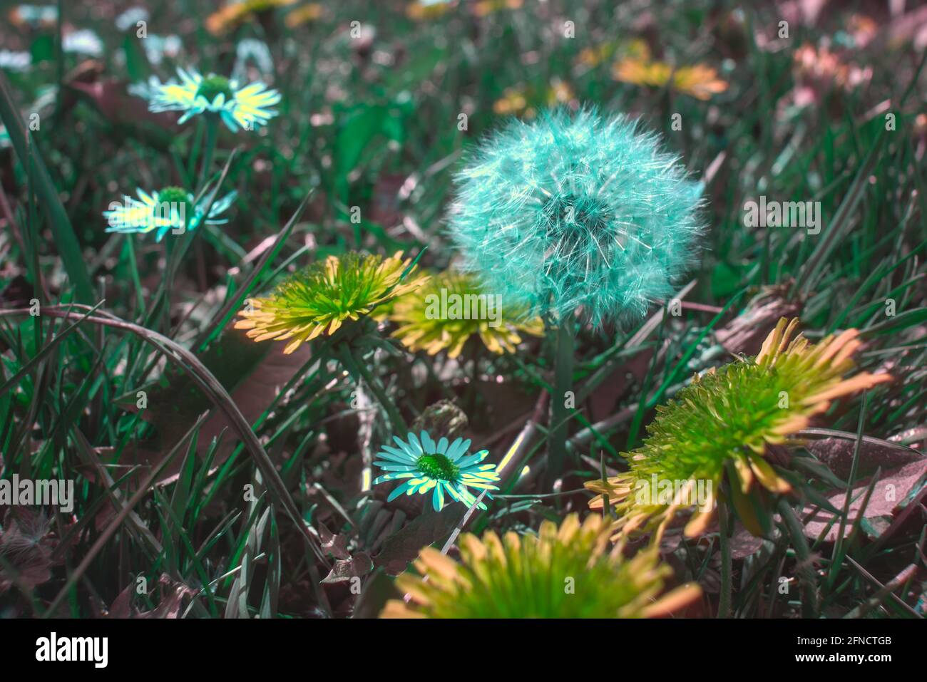 Representation of bee or insect vision with calibrated colours showing ...
