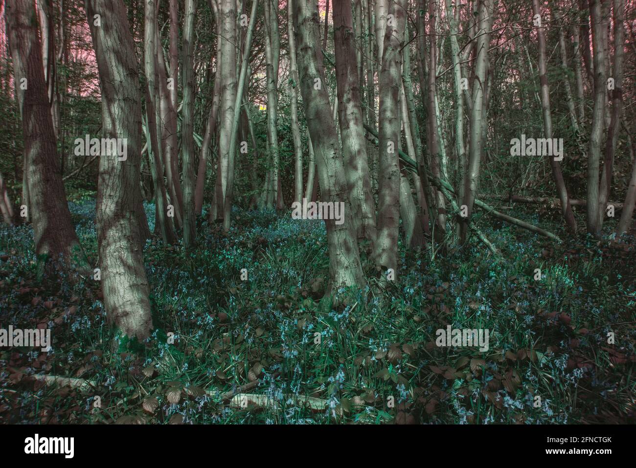 Representation of bee or insect vision with calibrated colours showing ...