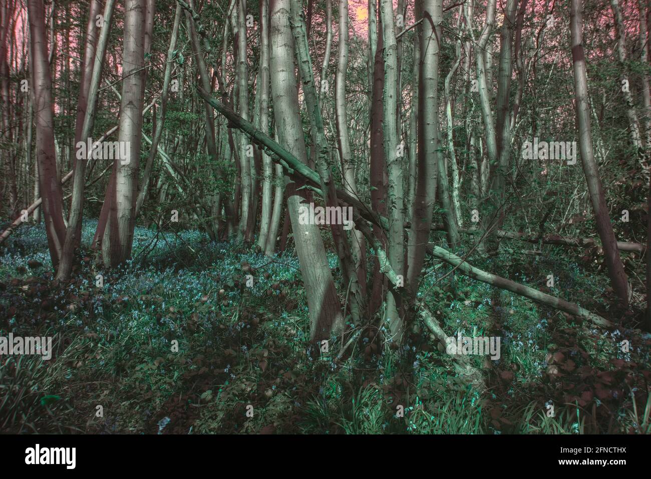 Representation of bee or insect vision with calibrated colours showing ...