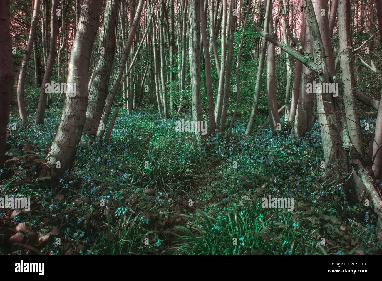 Representation of bee or insect vision with calibrated colours showing ...