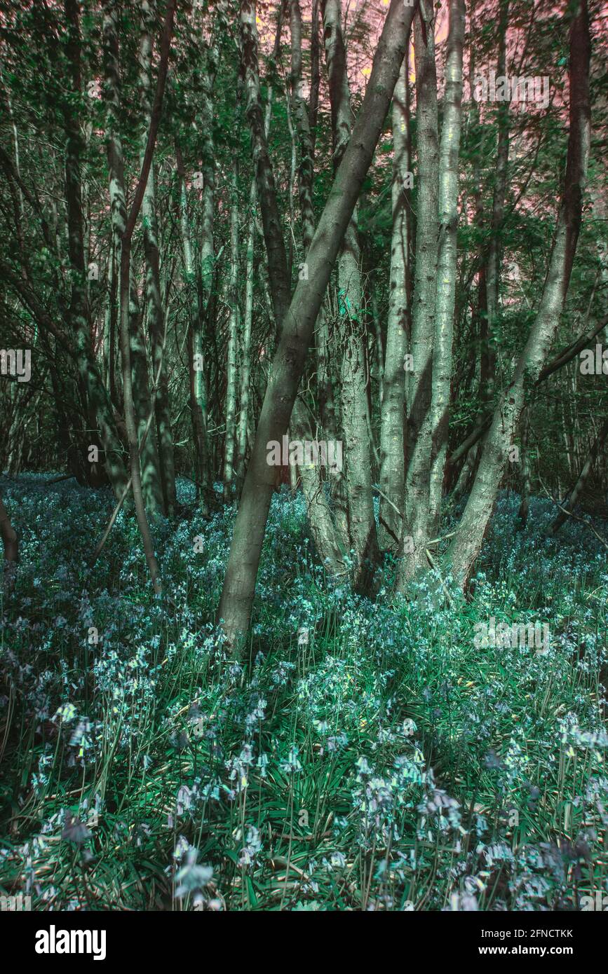 Representation of bee or insect vision with calibrated colours showing ...