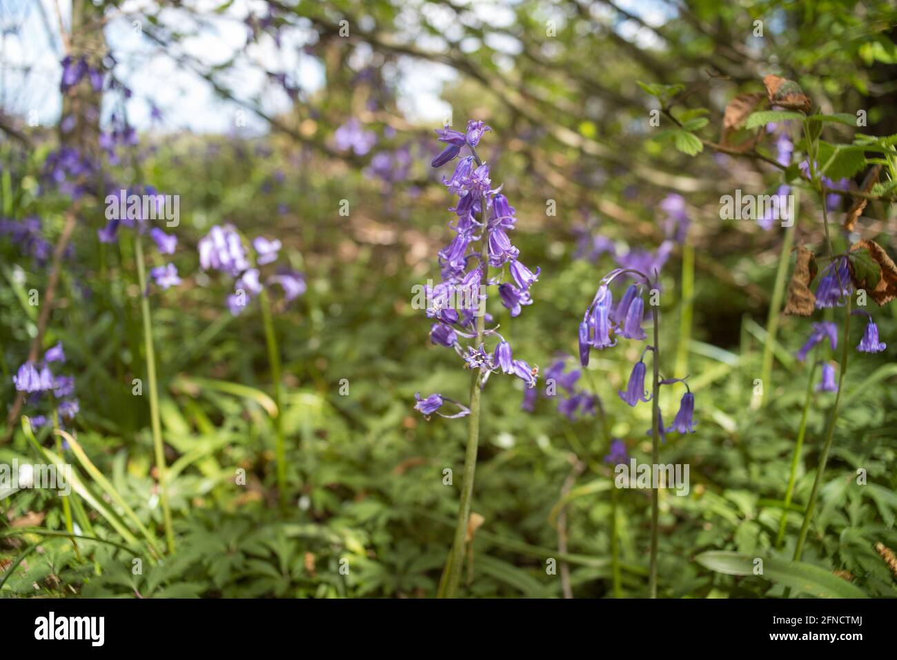 Evidence of hybridisation native UK Blue bell by erect Spanish bluebell ...