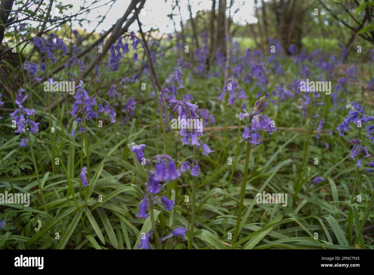 Evidence of hybridisation native UK Blue bell by erect Spanish bluebell ...