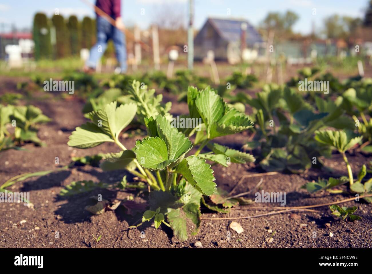 Young strawberry plants hi-res stock photography and images - Alamy
