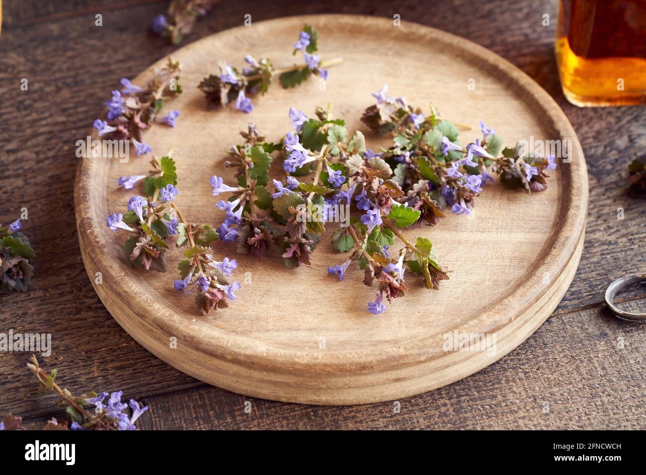 Fresh blooming ground-ivy - a wild edible plant collected in spring ...
