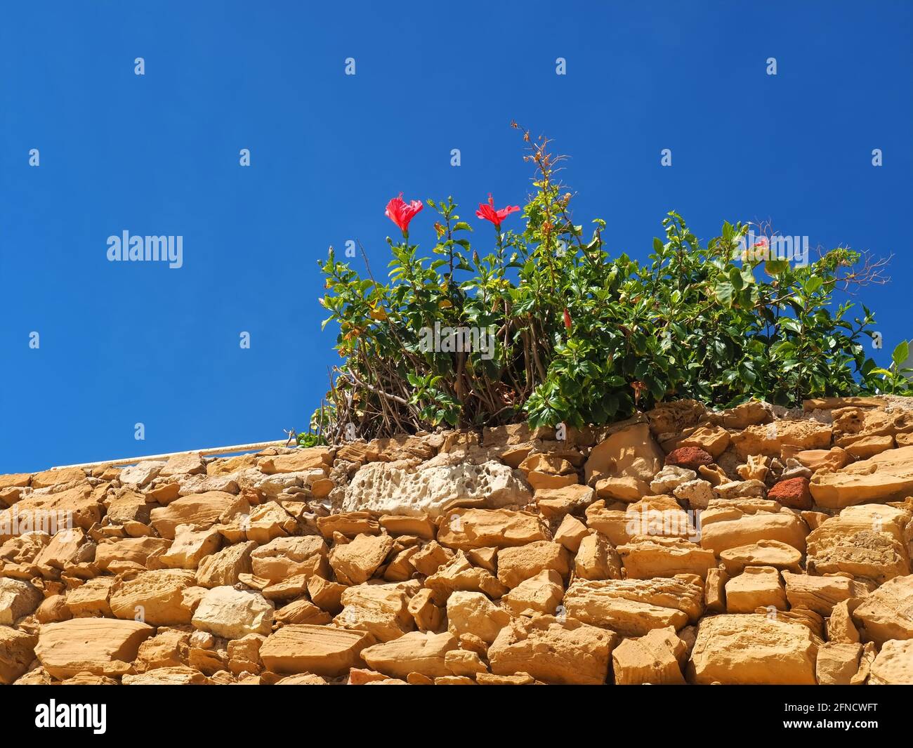 Stone wall overgrown flowers hi-res stock photography and images - Alamy