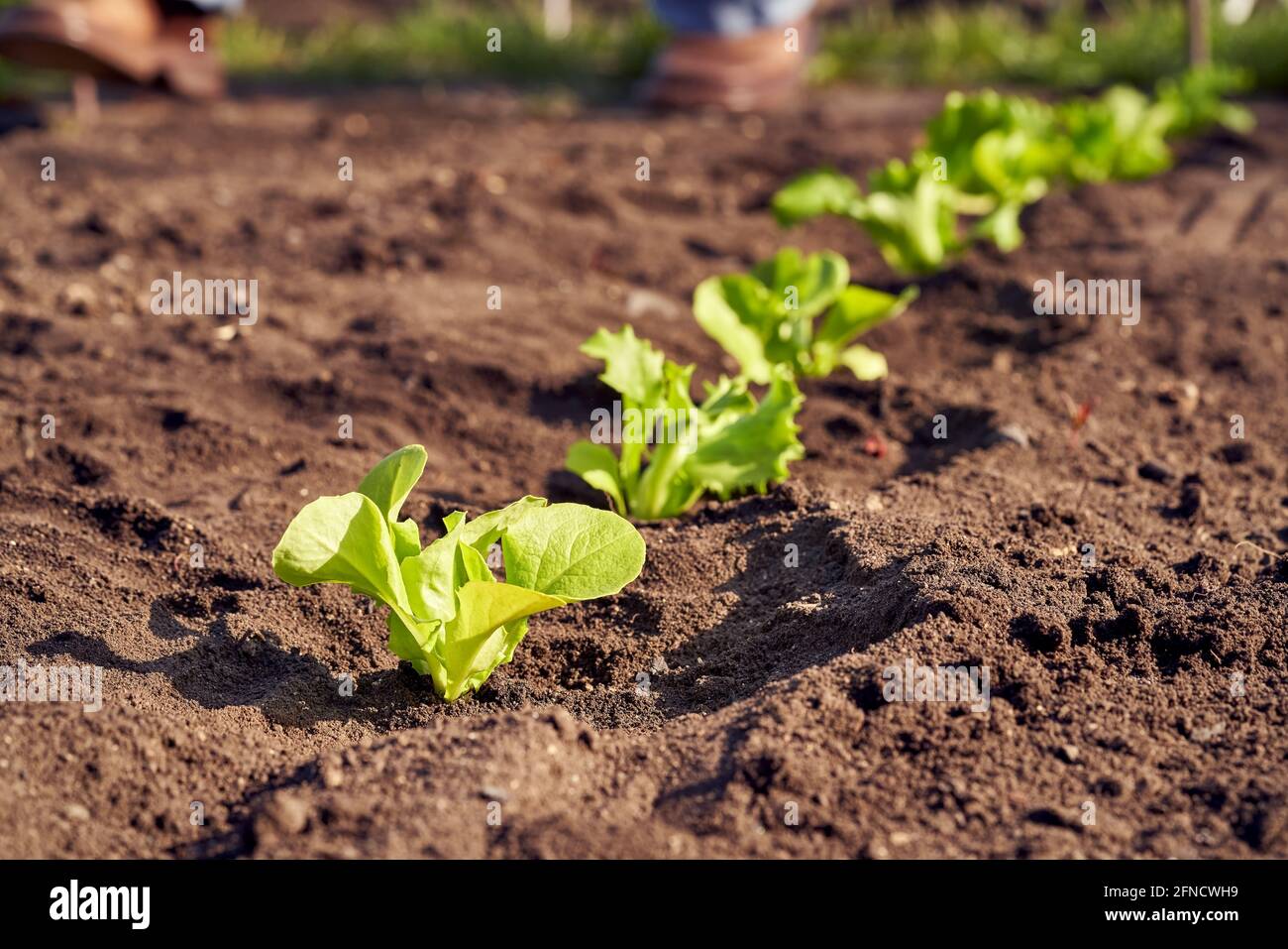 Plants growing in soil hi-res stock photography and images - Alamy