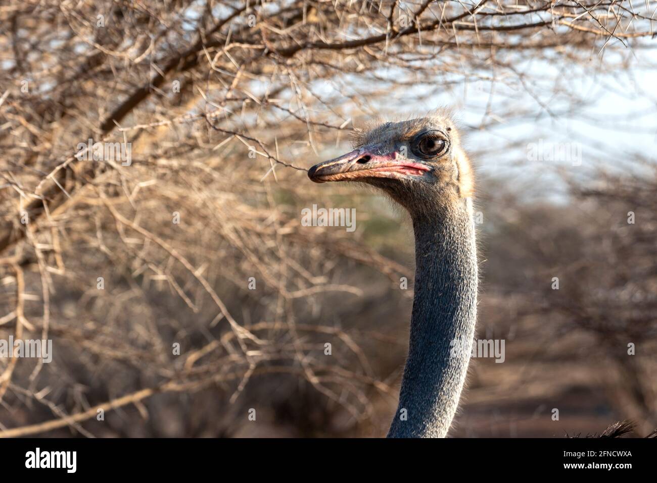 Ostrich Close up portrait, Close up ostrich head (Struthio camelus ...