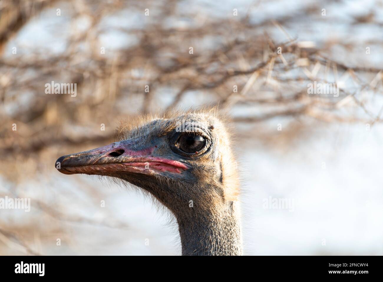 Ostrich Close up portrait, Close up ostrich head (Struthio camelus ...