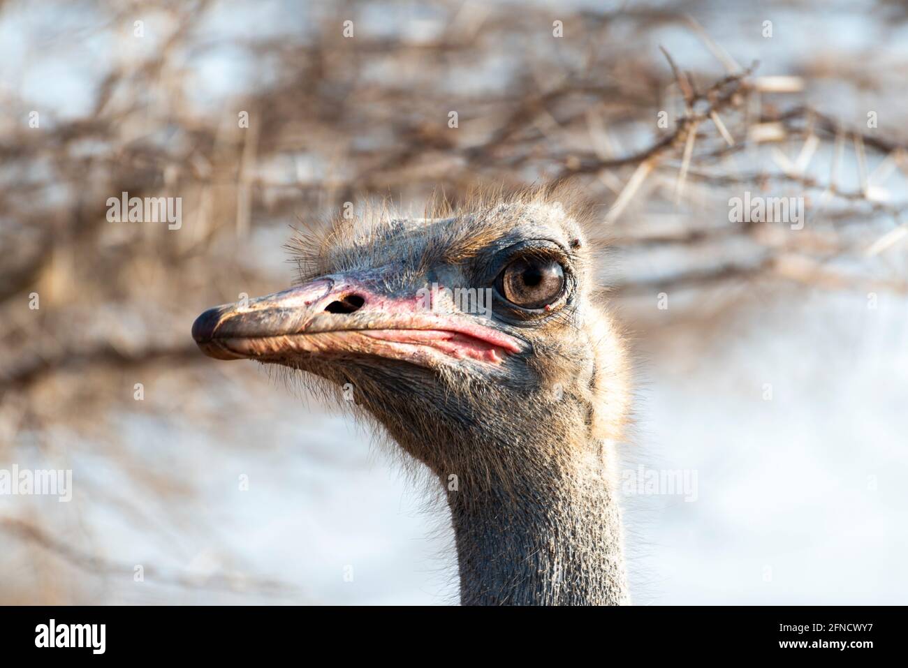 Ostrich Close up portrait, Close up ostrich head (Struthio camelus ...