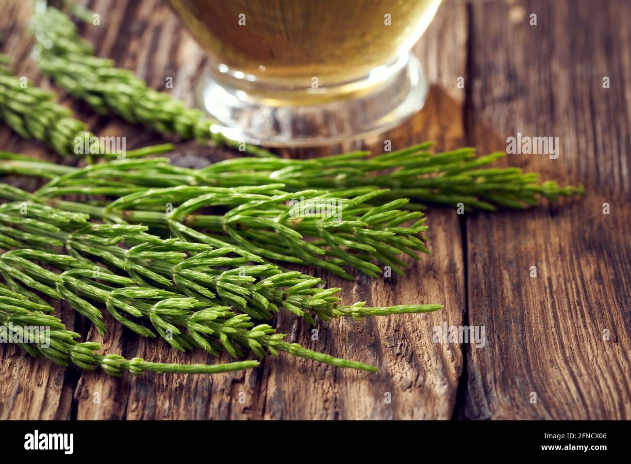 Fresh horsetail or equisetum twigs with herbal tea in the background ...