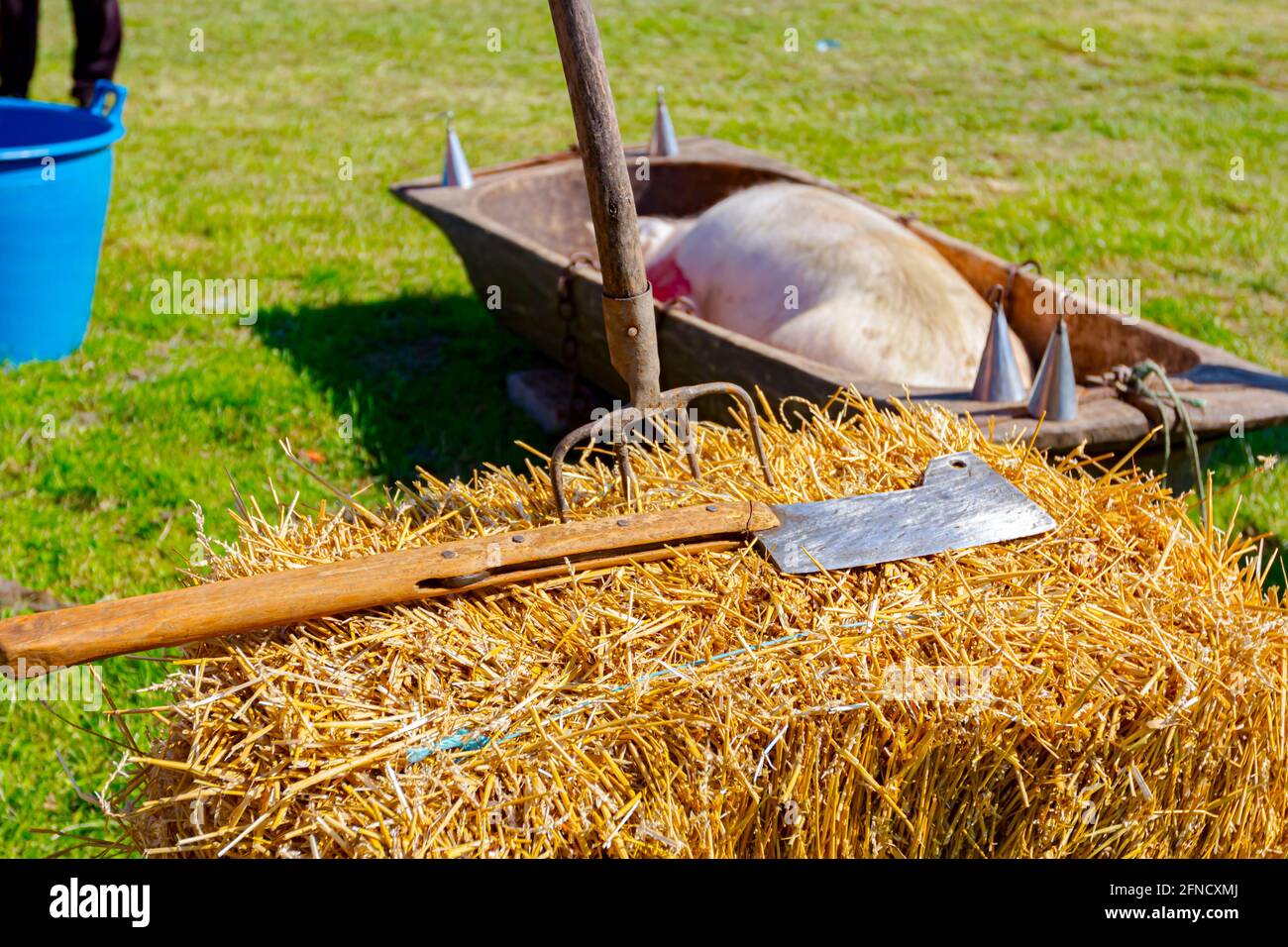 View on pitchfork and ax for chopping meat on hay bale. Slaughtered pig ...