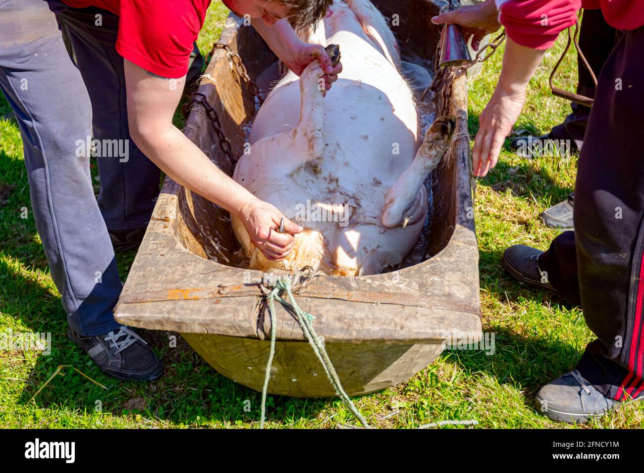 Butchers use cone tools to remove hair from pork skin the others help ...