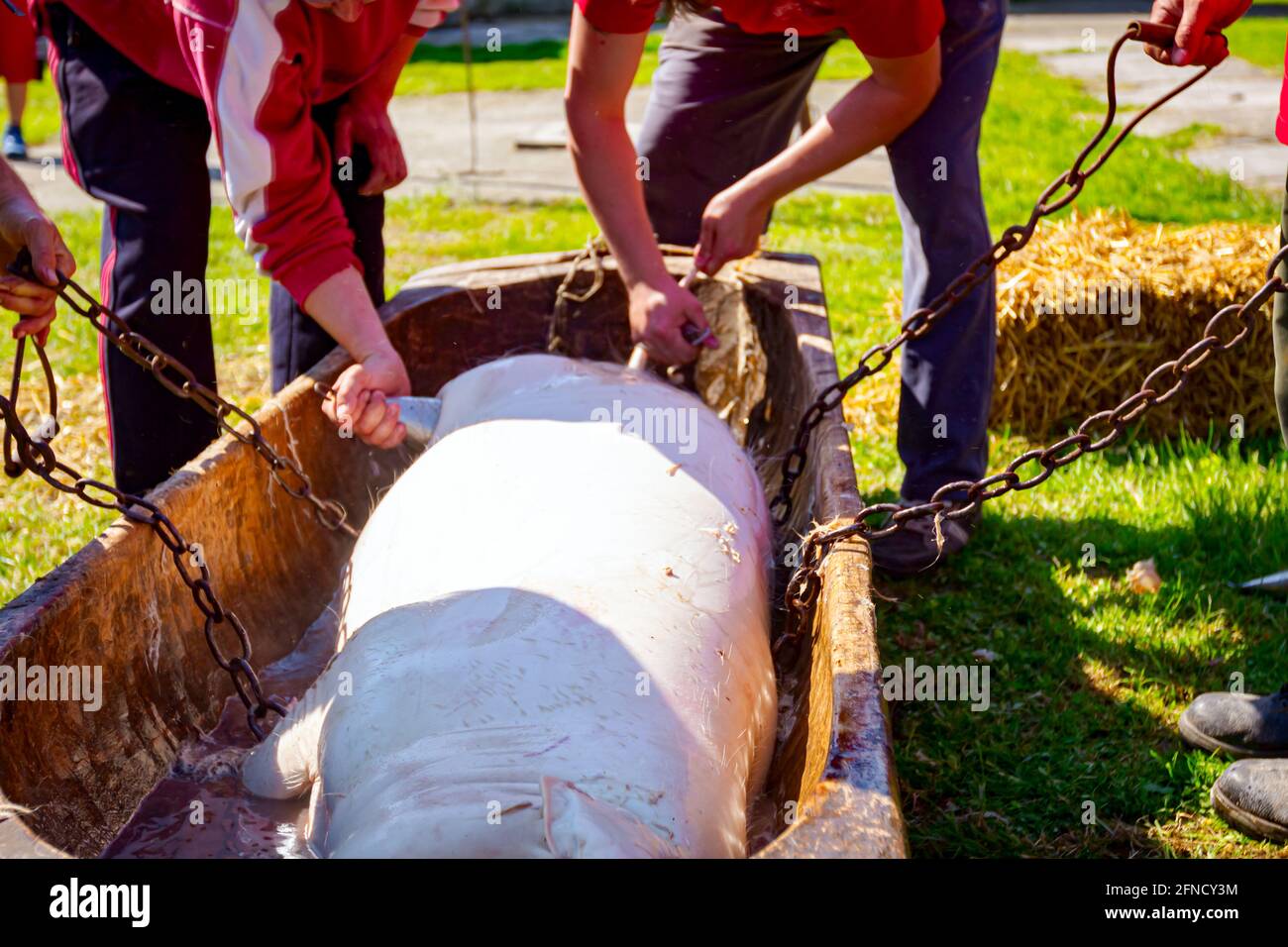Butchers use cone tools to remove hair from pork skin the others help ...