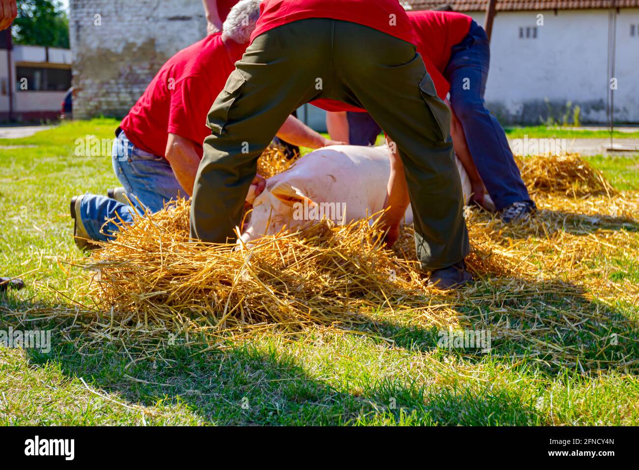 Teamwork of butchers hold slaughtered pig with chains and carry it to ...