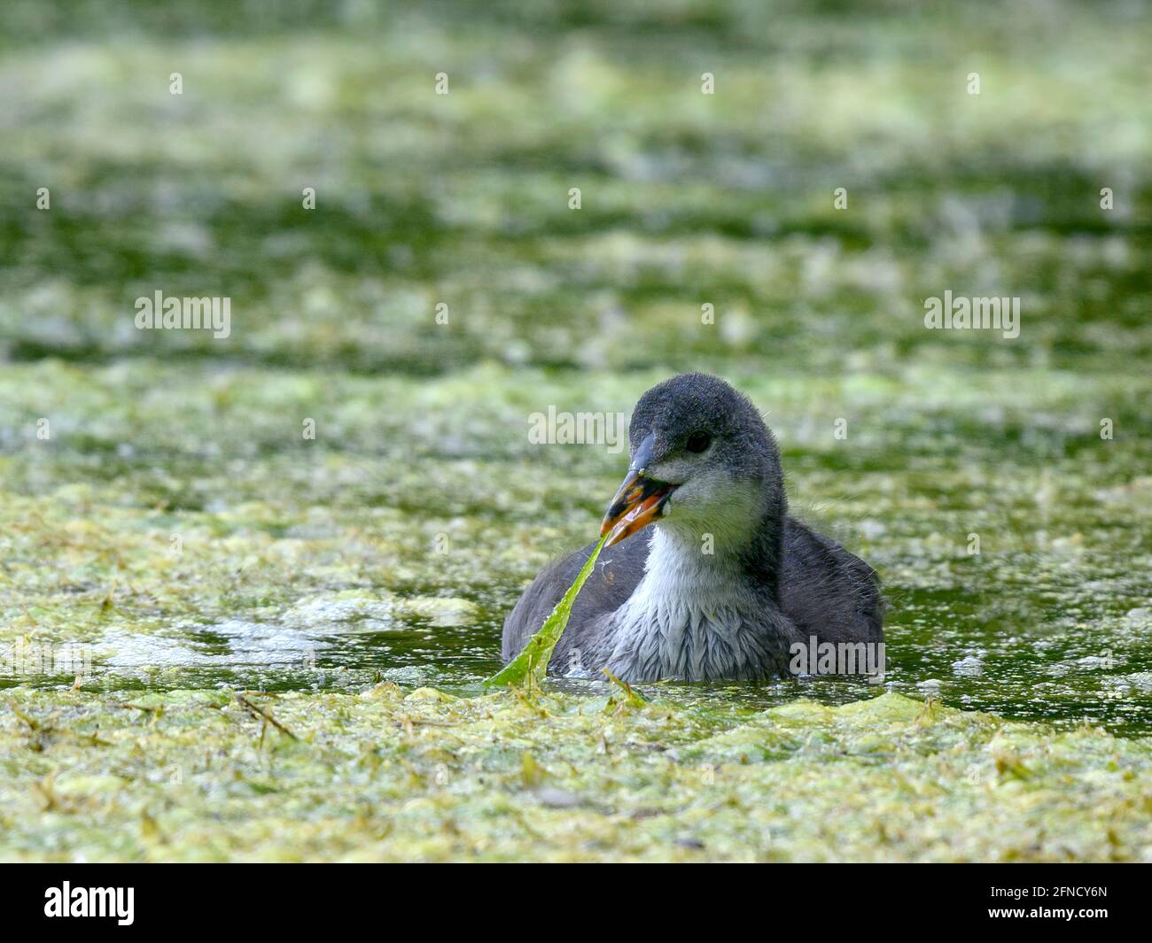 Baby coots hi-res stock photography and images - Alamy