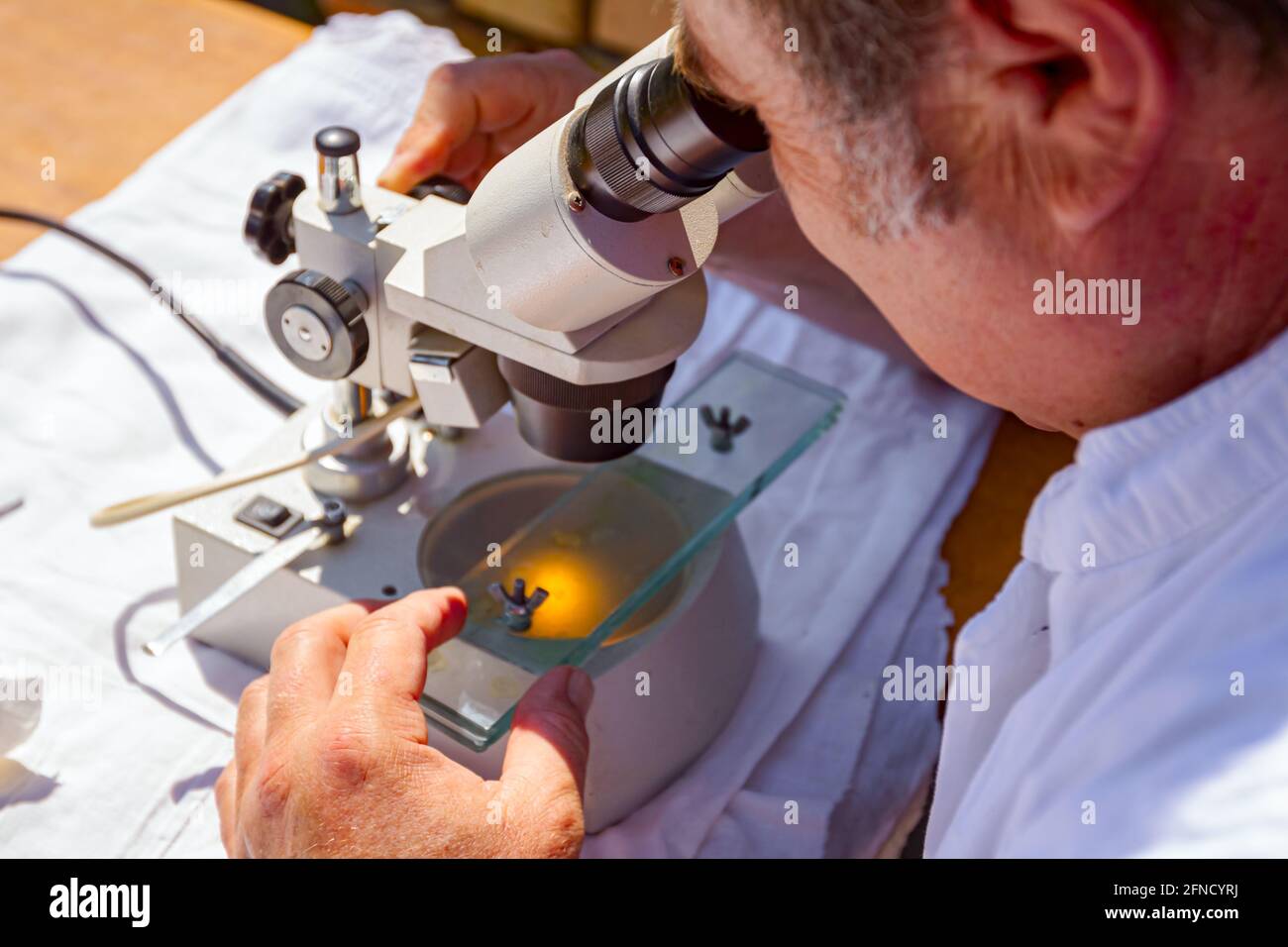 A veterinarian is examining sample of meat, pork lung tissue, on ...