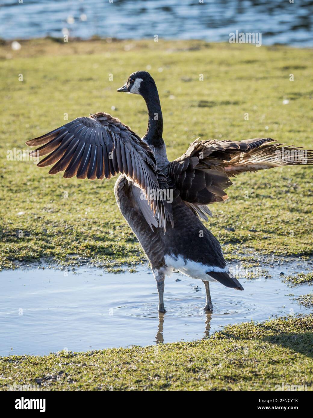 Goose in a puddle hi-res stock photography and images - Alamy