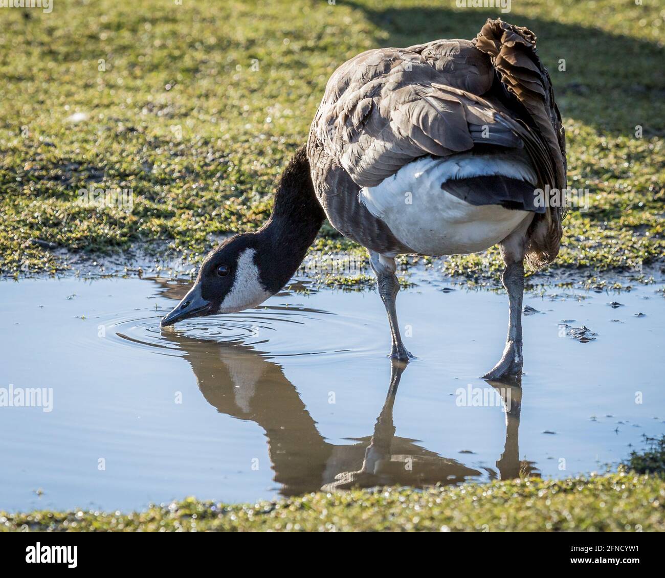 Canada goose, wading and feeding in a puddle Stock Photo - Alamy