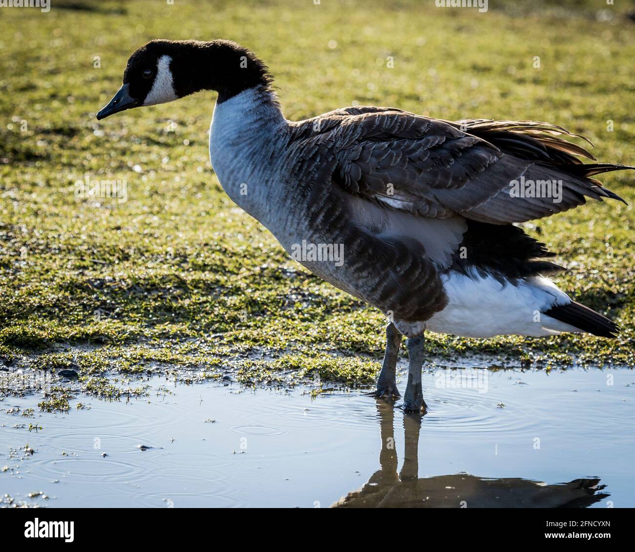 Canada goose, wading and feeding in a puddle Stock Photo - Alamy