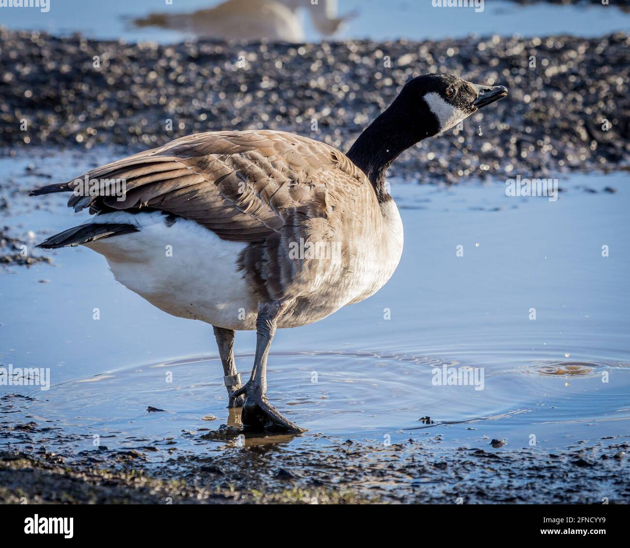 Canada goose, wading and feeding in a puddle Stock Photo - Alamy
