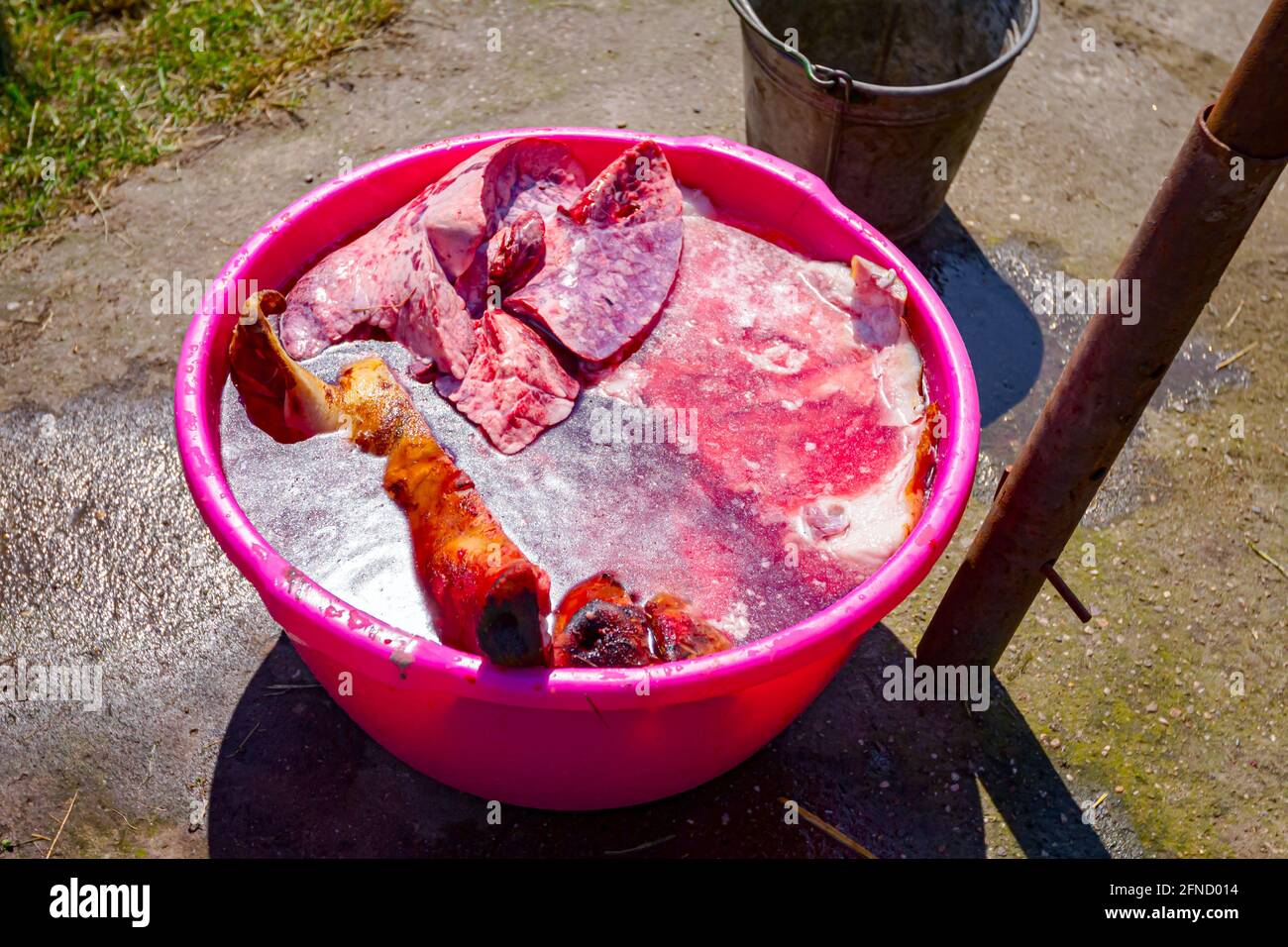 Pork entrails, parts of the head and lungs immersed in water in a ...