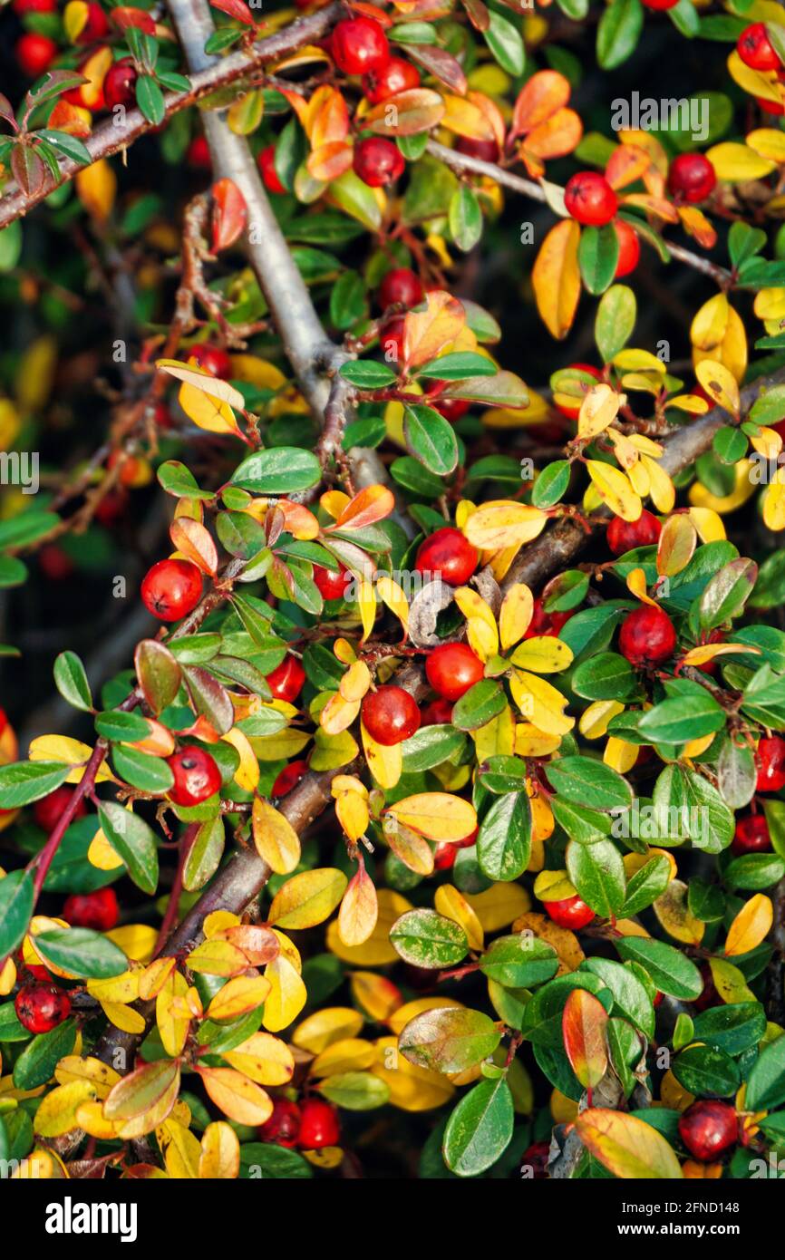 Cotoneaster autumn plant hi-res stock photography and images - Alamy