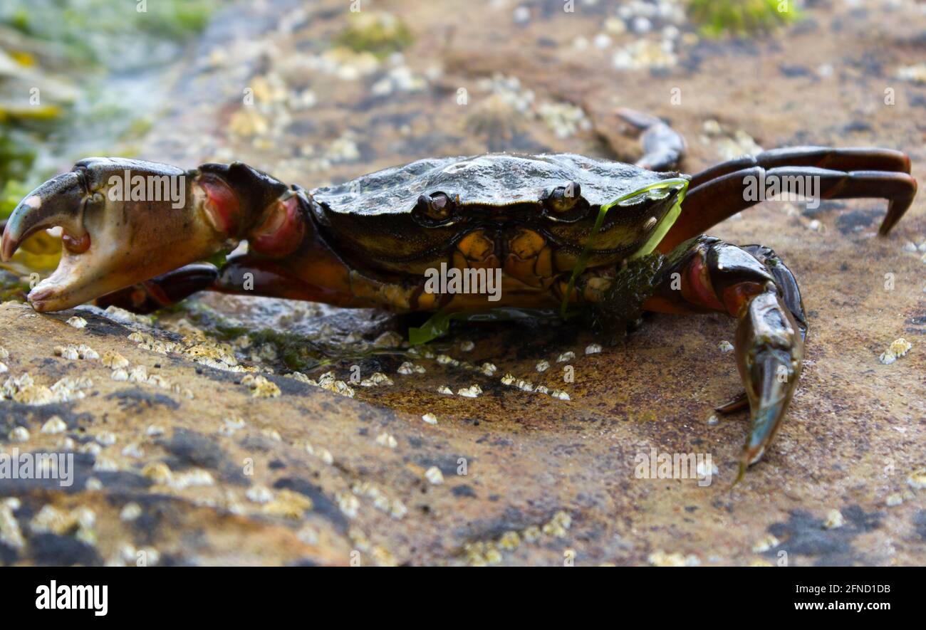 Crab on rocks hi-res stock photography and images - Alamy