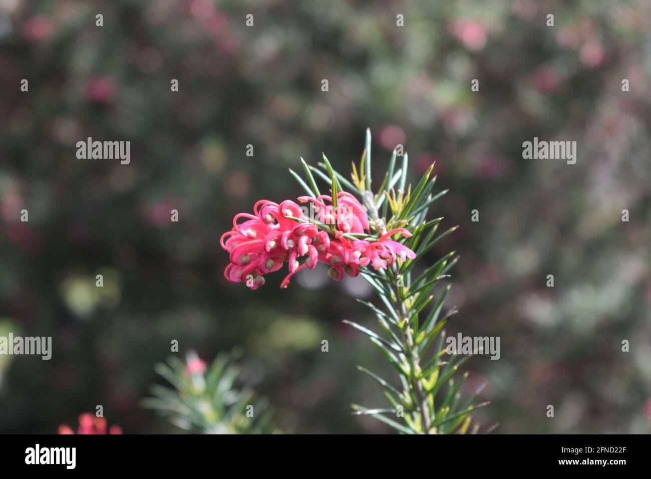 Rosemary grevillea flowers hi-res stock photography and images - Alamy