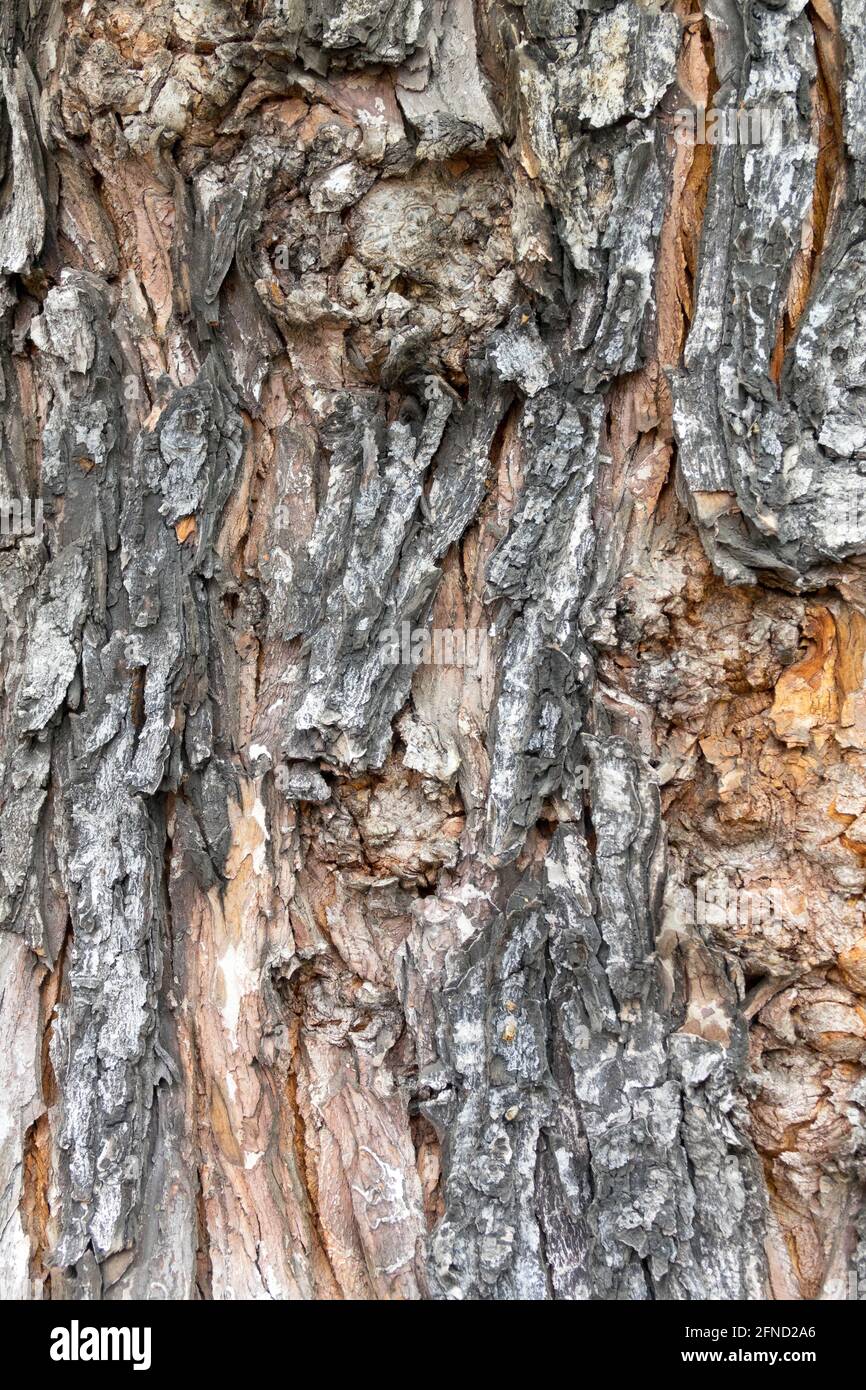 Acer saccharinum silver maple hi-res stock photography and images - Alamy