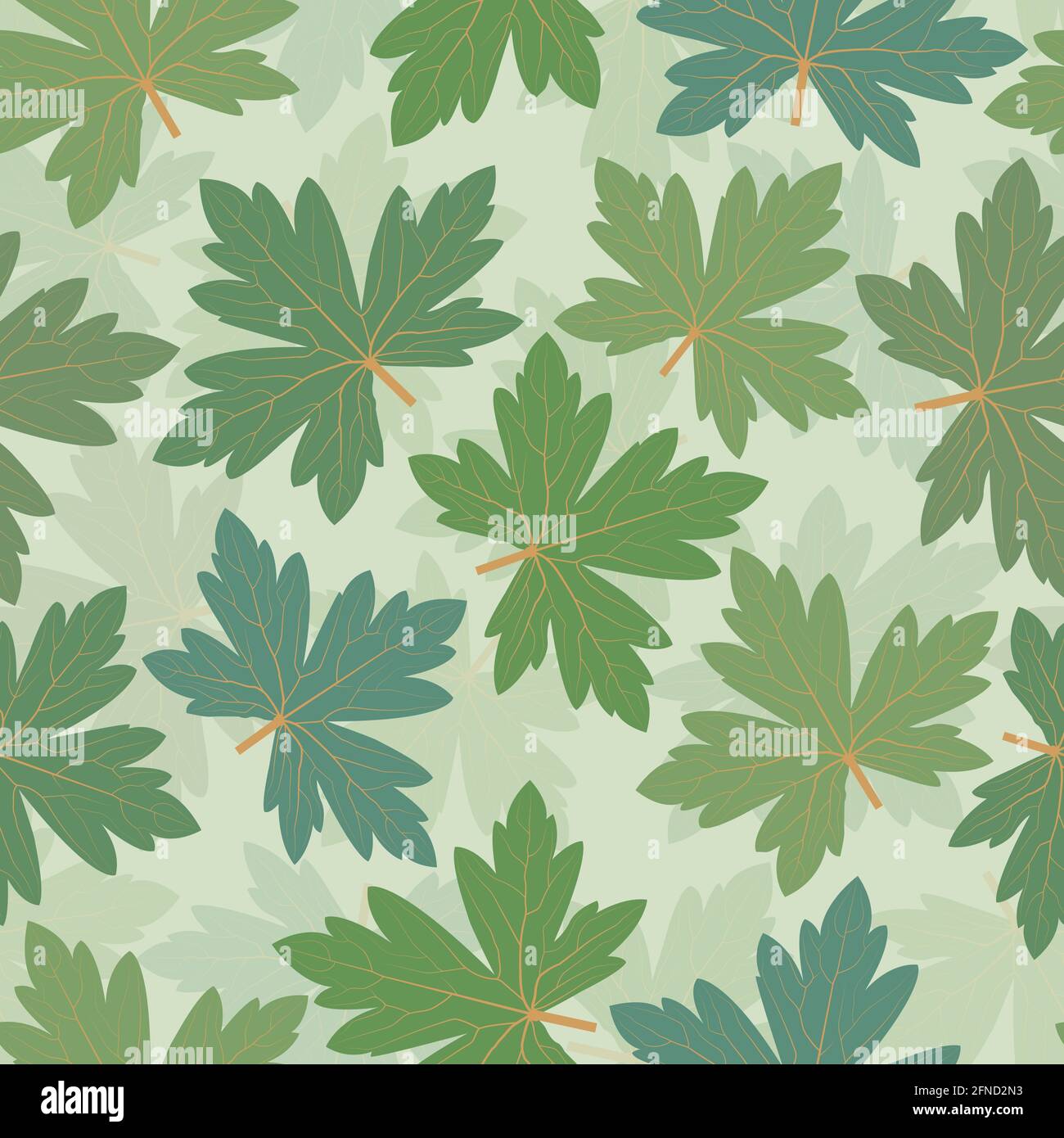 Variegated leaf geranium hi-res stock photography and images - Alamy