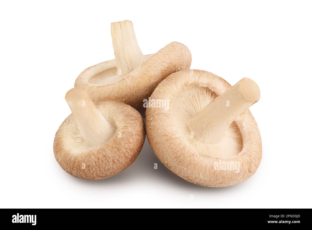 Fresh Shiitake mushroom isolated on white background with clipping path ...