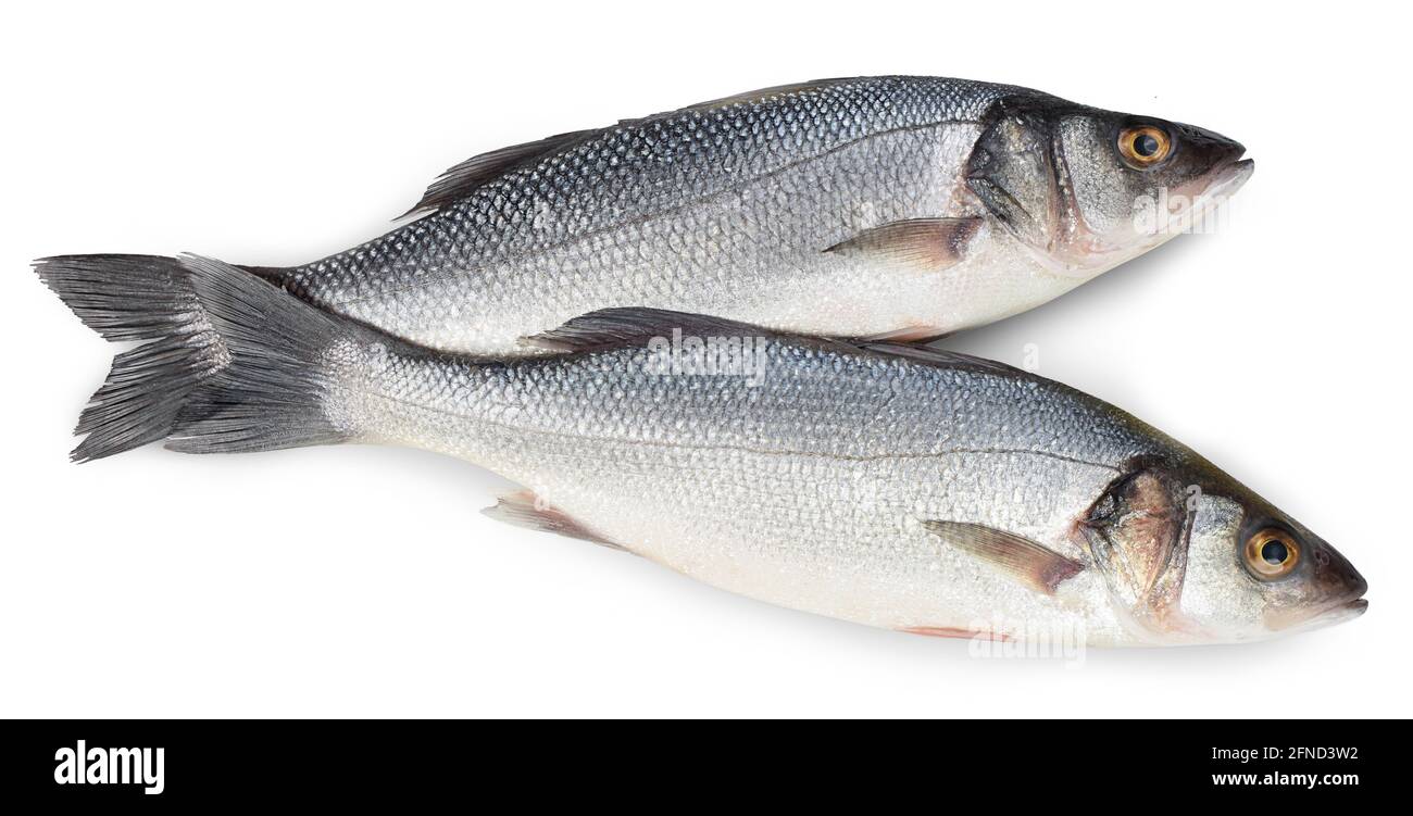 Sea bass fich isolated on white background with clipping path. Top view ...