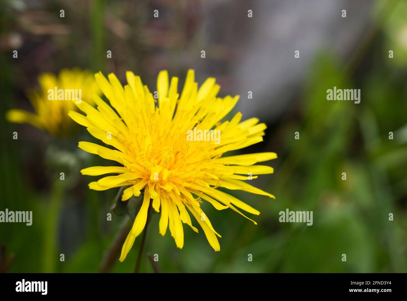 Gold dandelion hi-res stock photography and images - Alamy