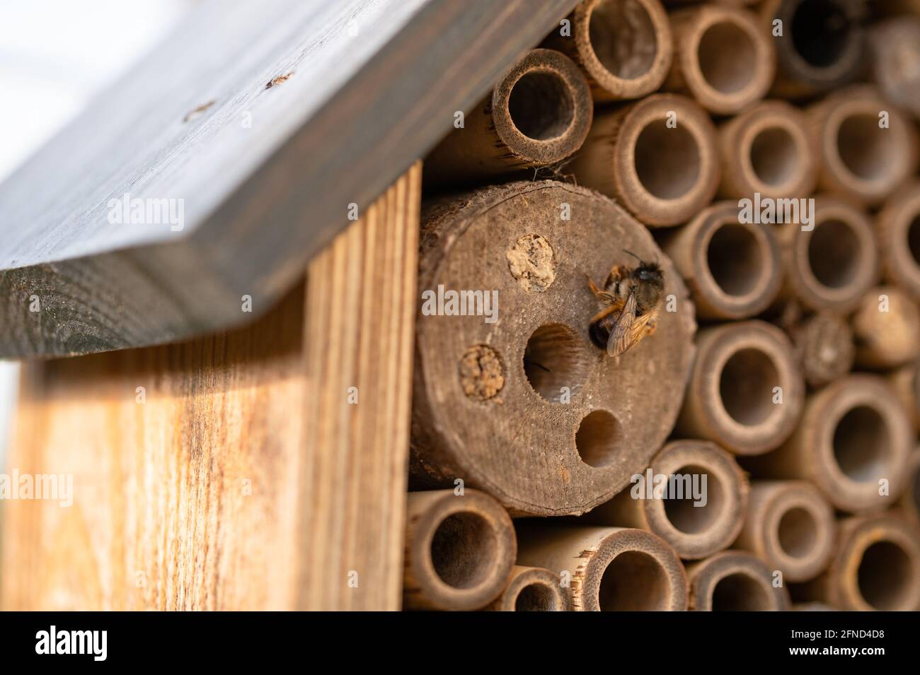 Wild bees nesting in a wooden insect hotel Stock Photo - Alamy