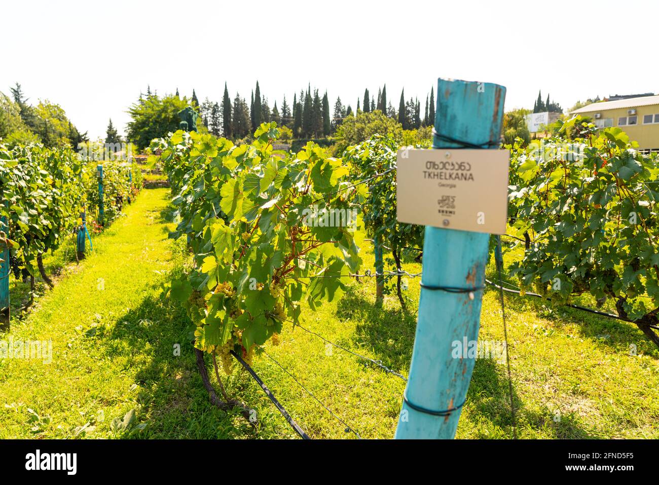 Nameplate on the pillar name of the grape variety Stock Photo - Alamy