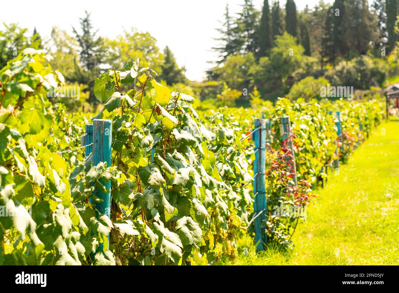 Nameplate on the pillar name of the grape variety Stock Photo - Alamy