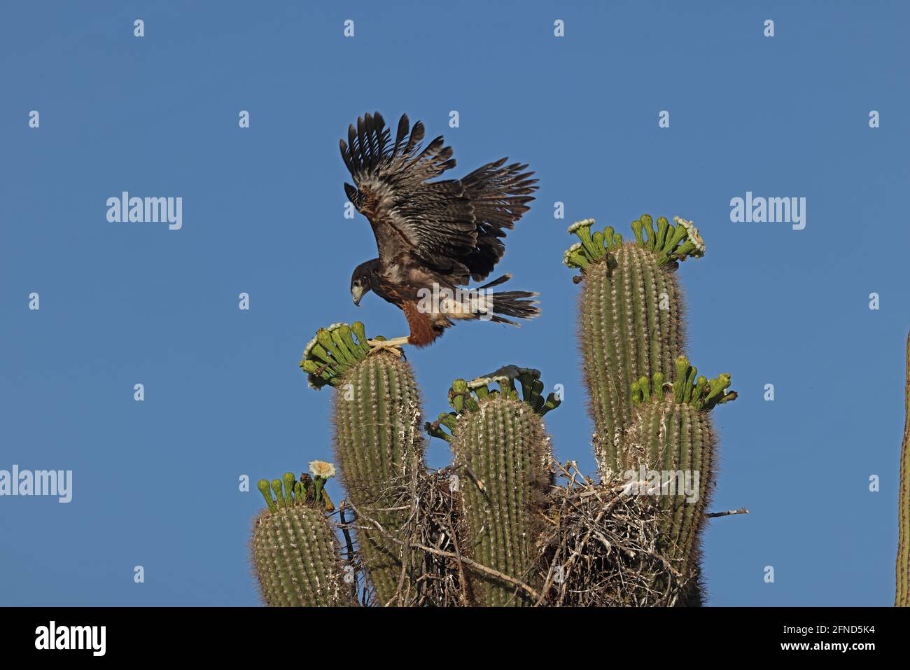 Harris's hawk (Parabuteo unicinctus), nestling about to leave nest in ...