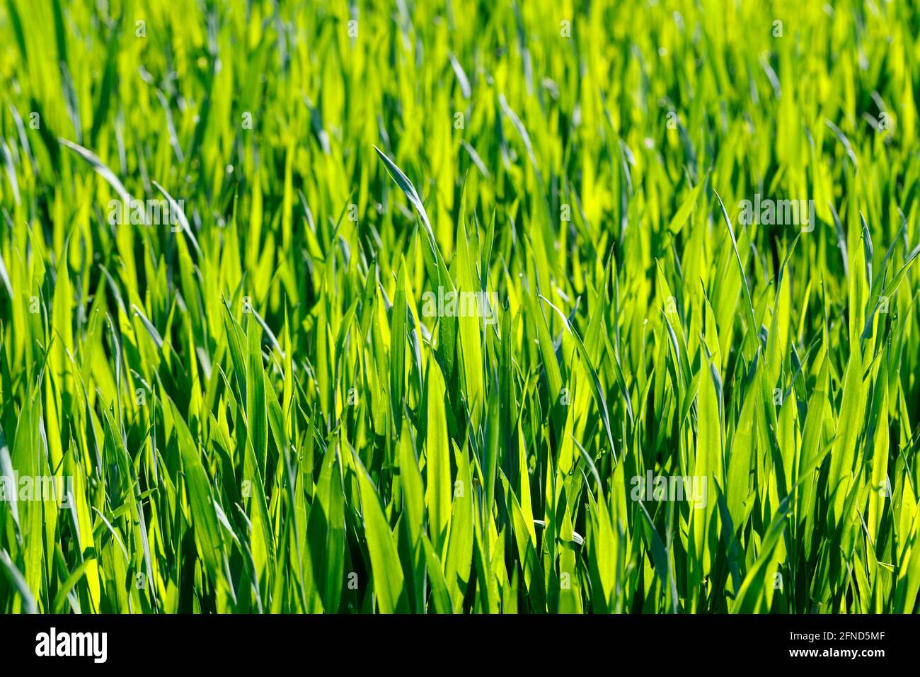 green stalks of young grain. background, agricultural cultivation Stock ...