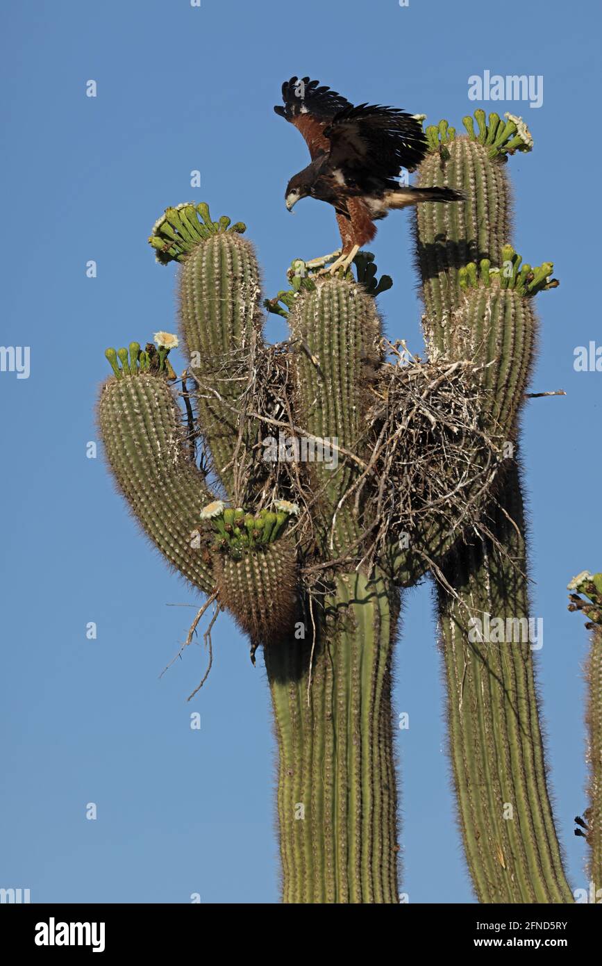 Harris's hawk (Parabuteo unicinctus), nestling about to leave nest in ...