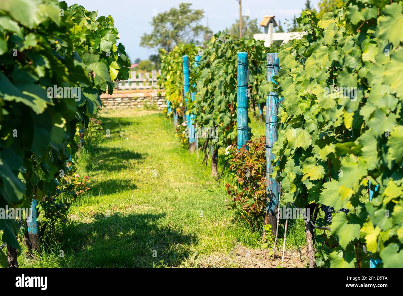 Rows of vineyards on a farm Stock Photo - Alamy