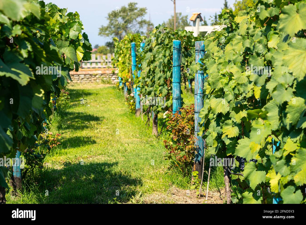 Rows of vineyards on a farm Stock Photo - Alamy