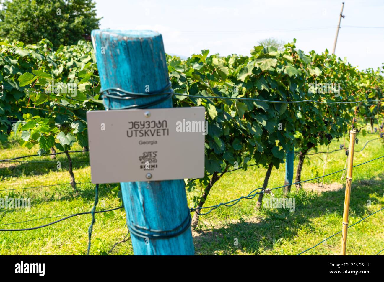 Nameplate on the pillar name of the grape variety Stock Photo - Alamy
