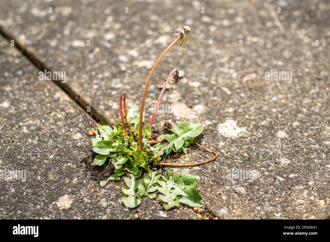 Weeds on slabs hi-res stock photography and images - Alamy