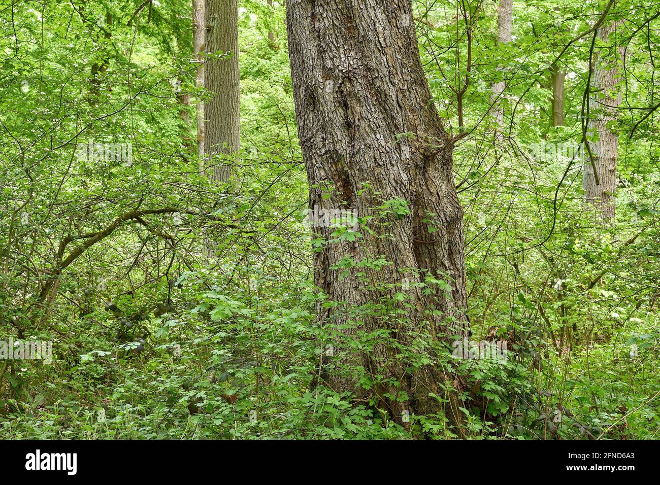 The trunk of an old maple tree (Acer campestre Stock Photo - Alamy